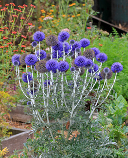 Echinops ritro | SlovenskeTrvalky.sk
