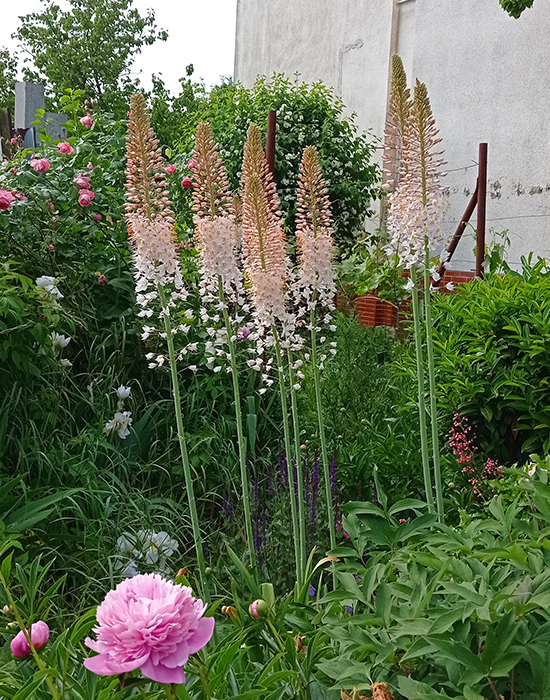 Eremurus 'Romance' | SlovenskeTrvalky.sk