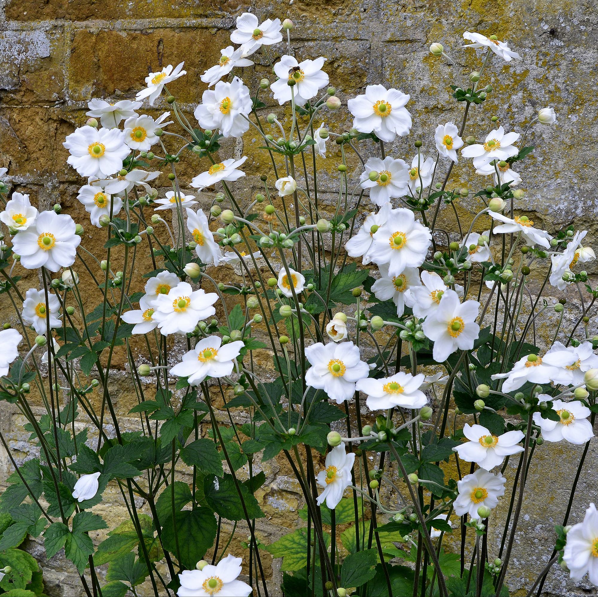 Anemone 'Honorine Jobert' | SlovenskeTrvalky.sk Anemone 'Honorine Jobert' | SlovenskeTrvalky.sk