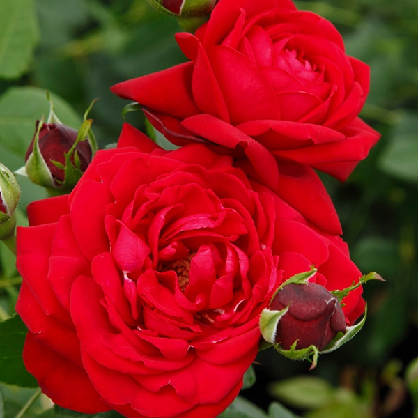 Ruža 'Tiamo' | SlovenskeTrvalky.sk