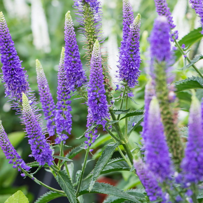 Veronica 'First Glory' | slovensketrvalky.sk | SlovenskeTrvalky.sk