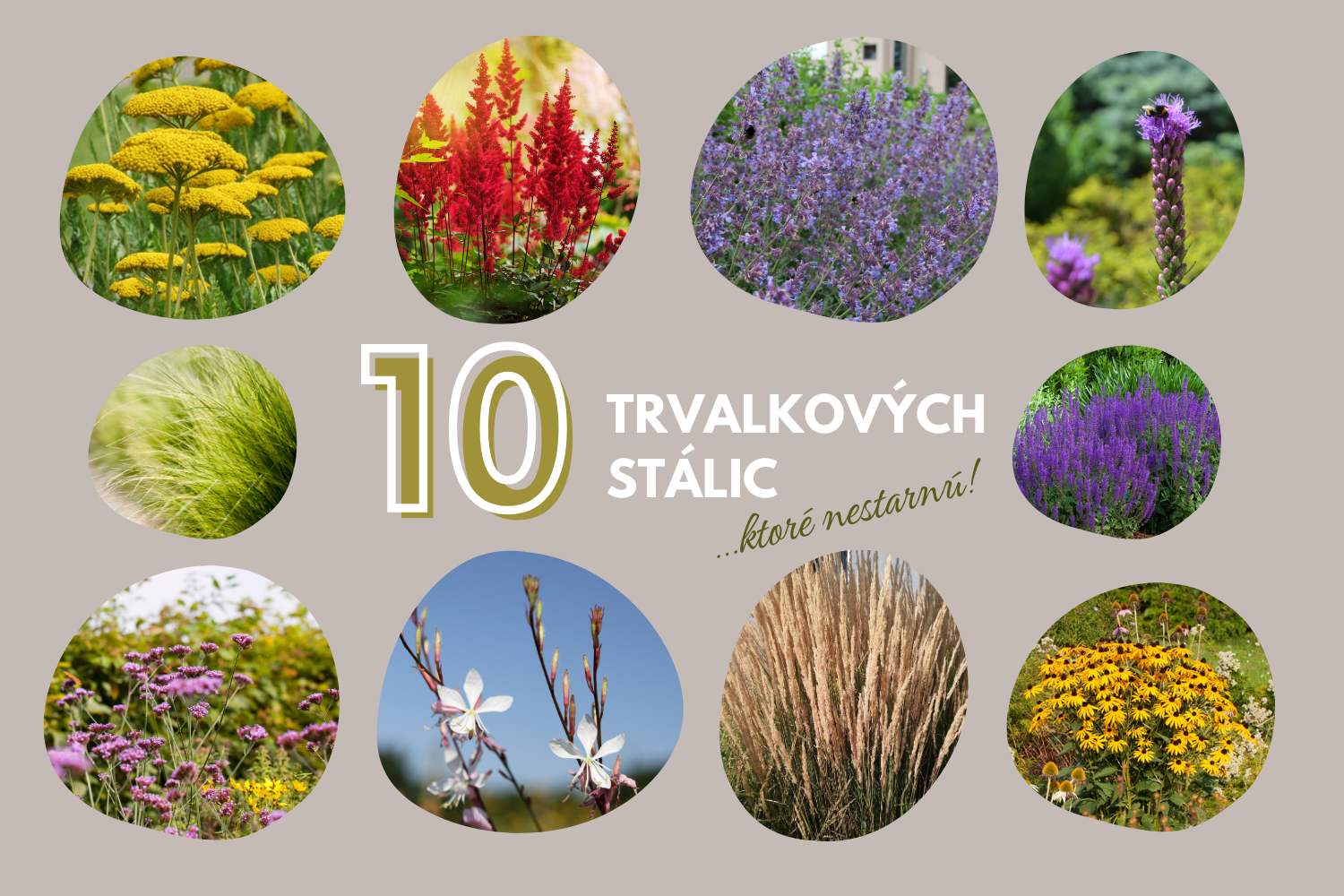 10 TRVALIEK ISTOTY (slnko, sucho) | SlovenskeTrvalky.sk