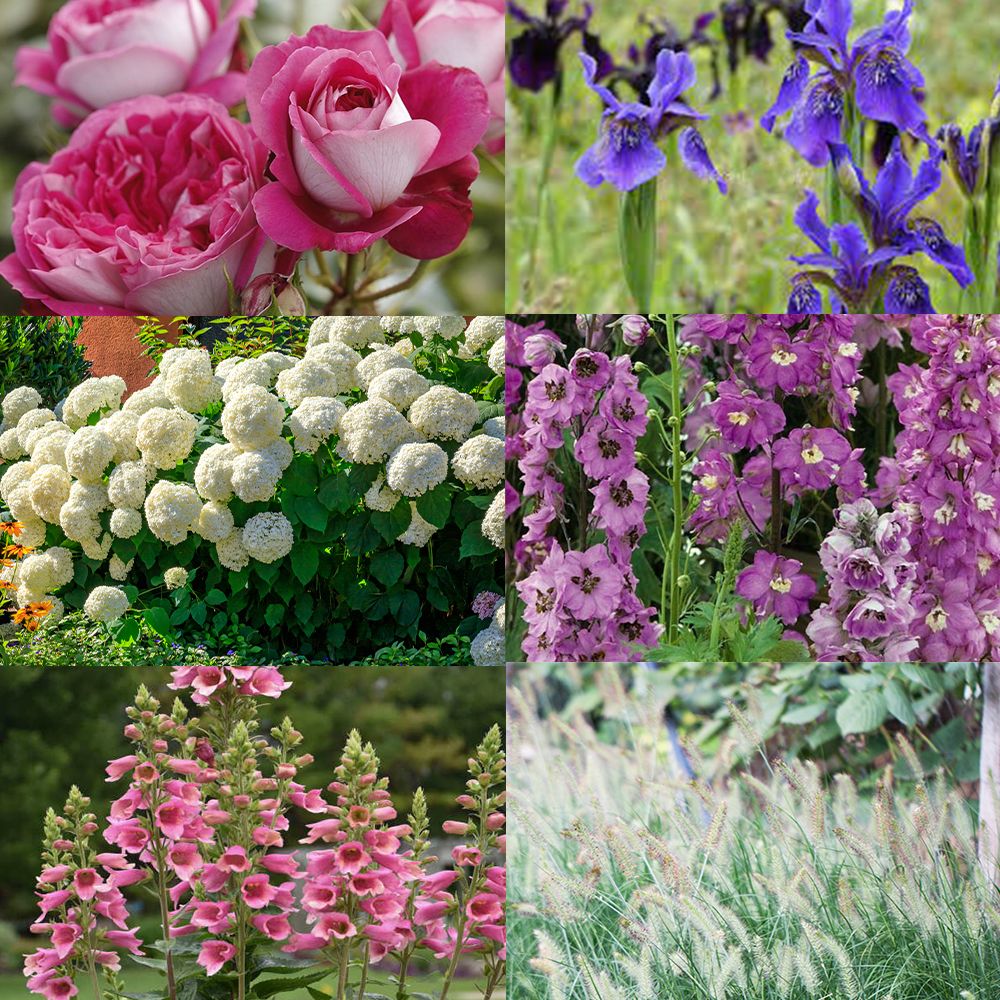 Ruže Tantau 2021 | SlovenskeTrvalky.sk